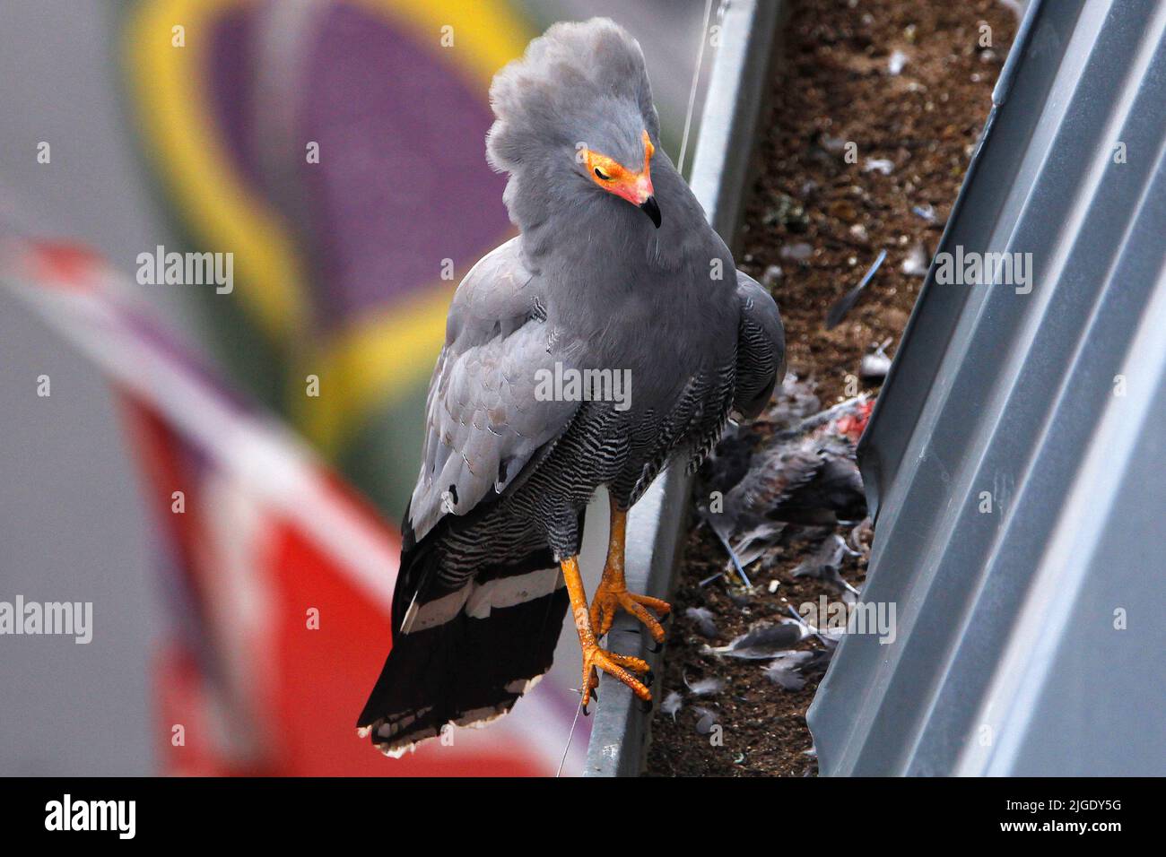 Adult African harrier-hawk hunting for nesting pigeons under the eaves ...