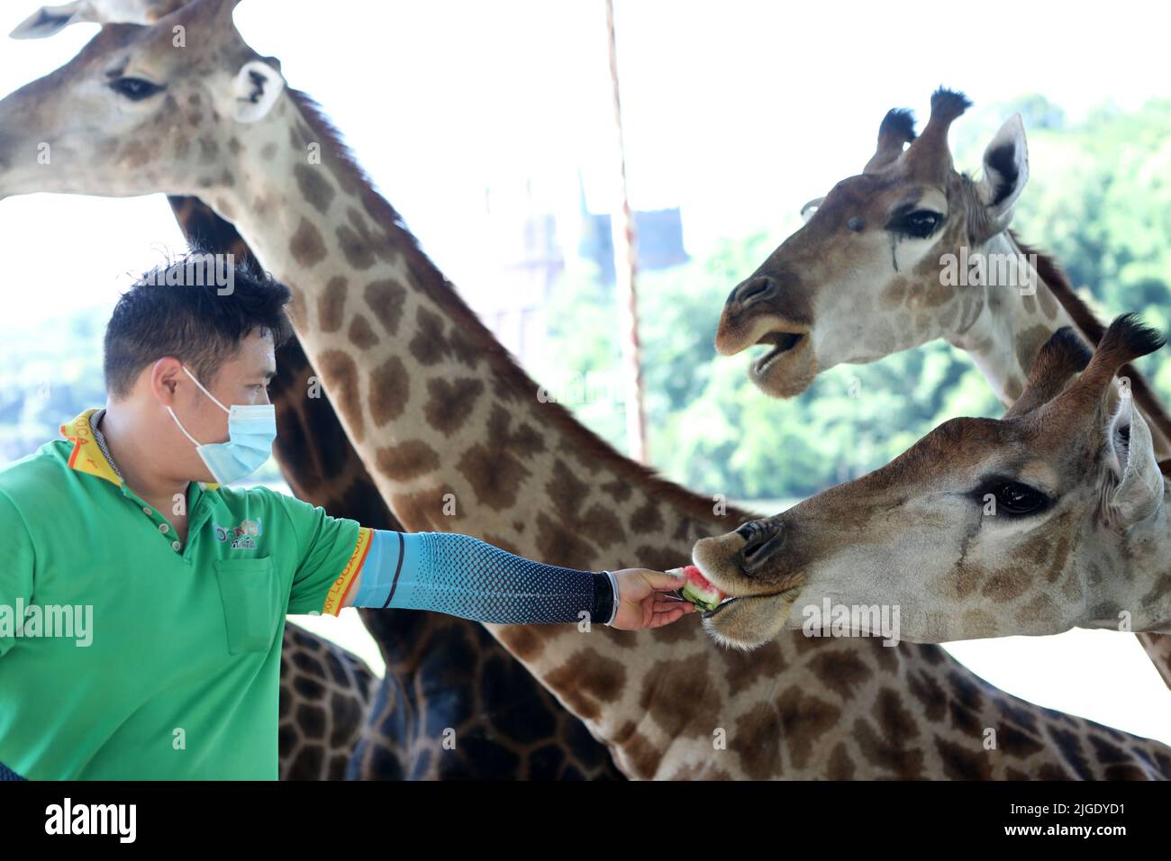 2022 giraffe hi-res stock photography and images - Alamy