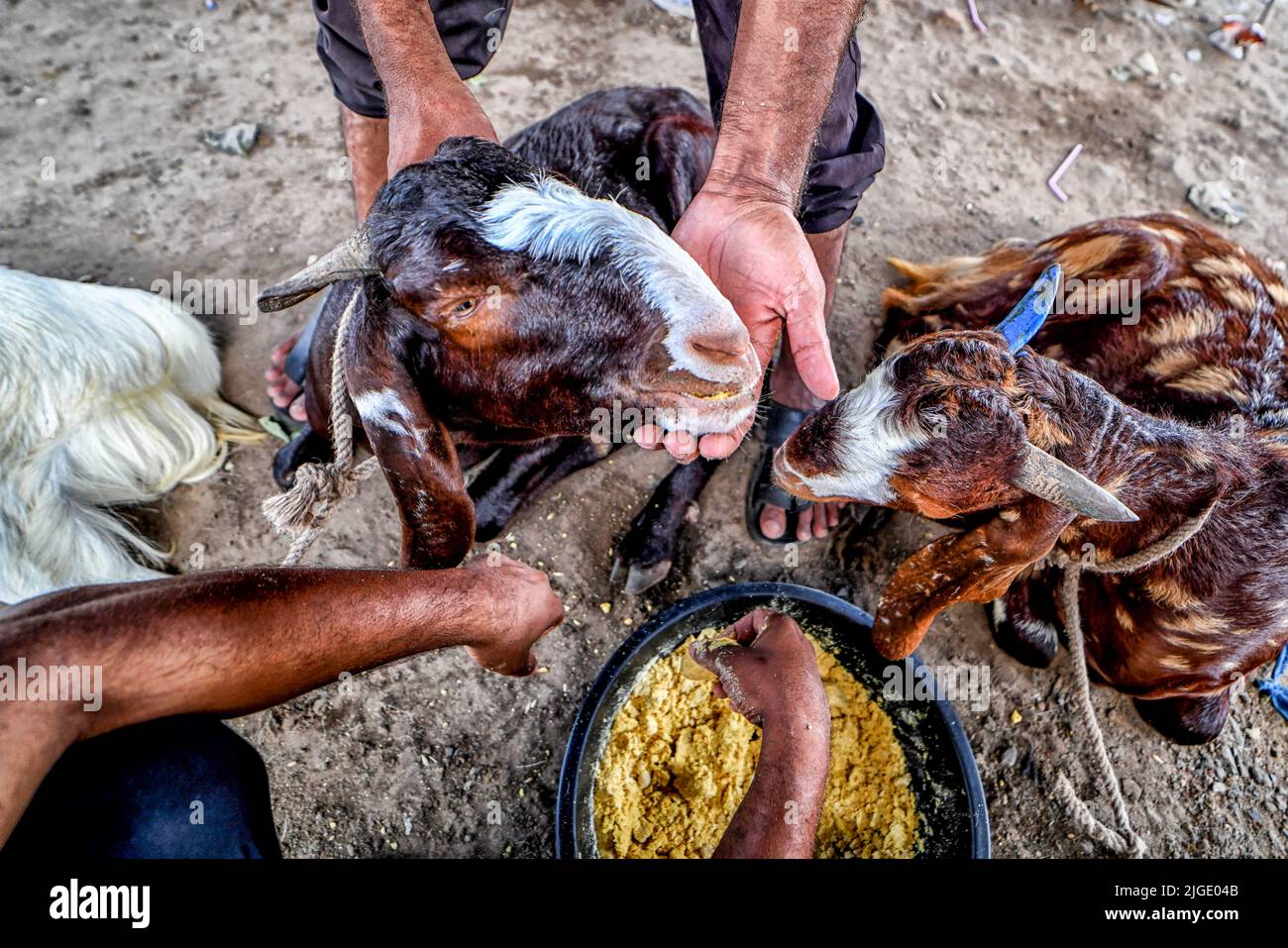 Traders seen feeding their goats at a livestock market. Muslims ...