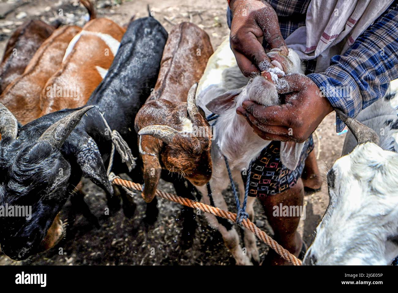 A trader seen feeding his goats at a livestock market. Muslims ...