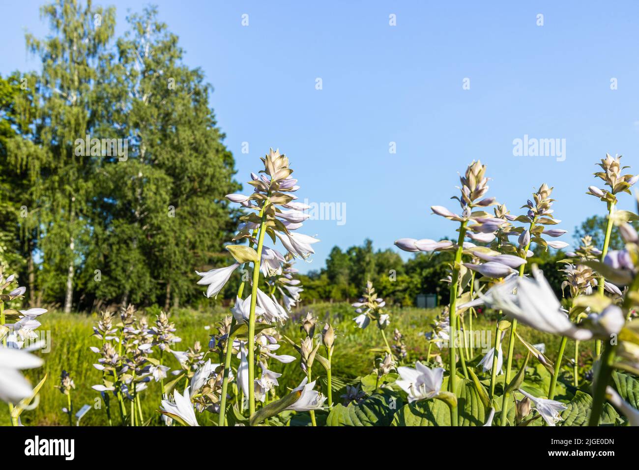 Hosta Lancifolia plant bloom in the summer garden Stock Photo - Alamy