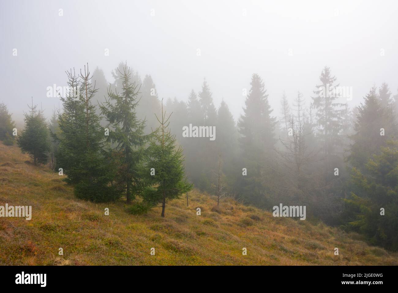 misty autumn landscape in the morning. coniferous trees on the hillside ...