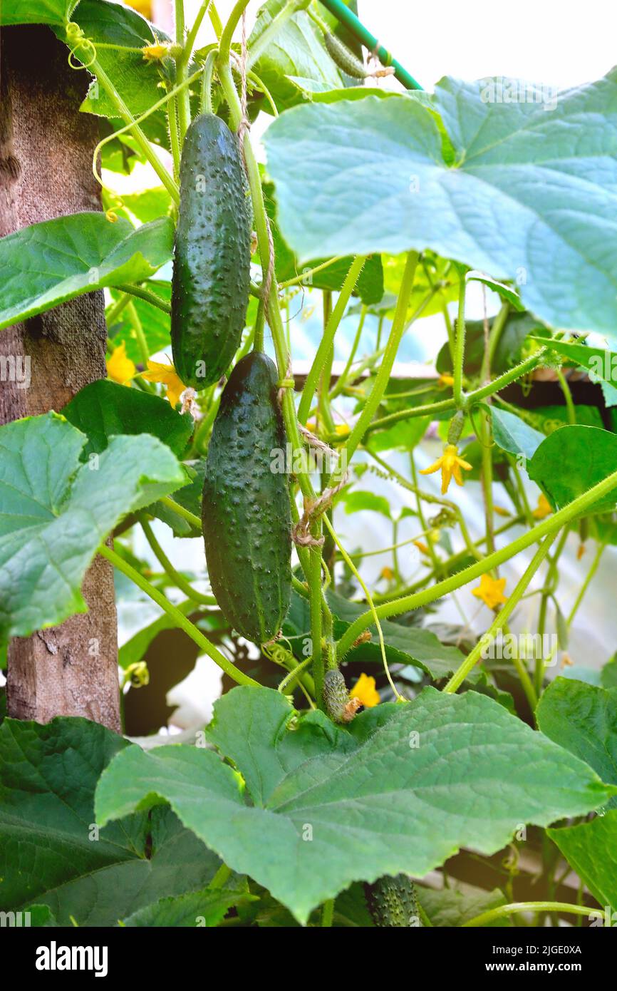 Cucumber leaf leaves plant hi-res stock photography and images - Alamy
