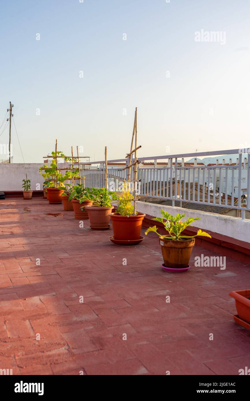 Vertical view of an urban garden on the terrace of a house with ...