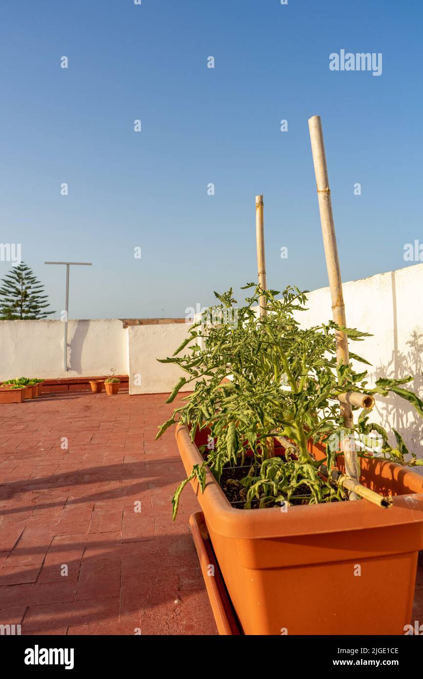 Tomato plant in full production planted in a plastic pot in an urban ...