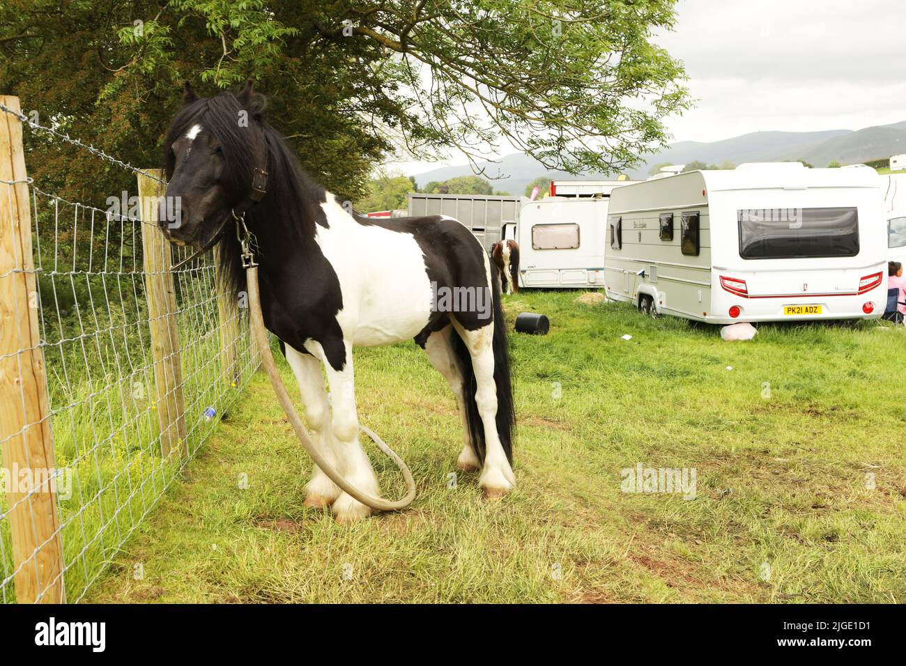 Horse tied to fence hi-res stock photography and images - Alamy