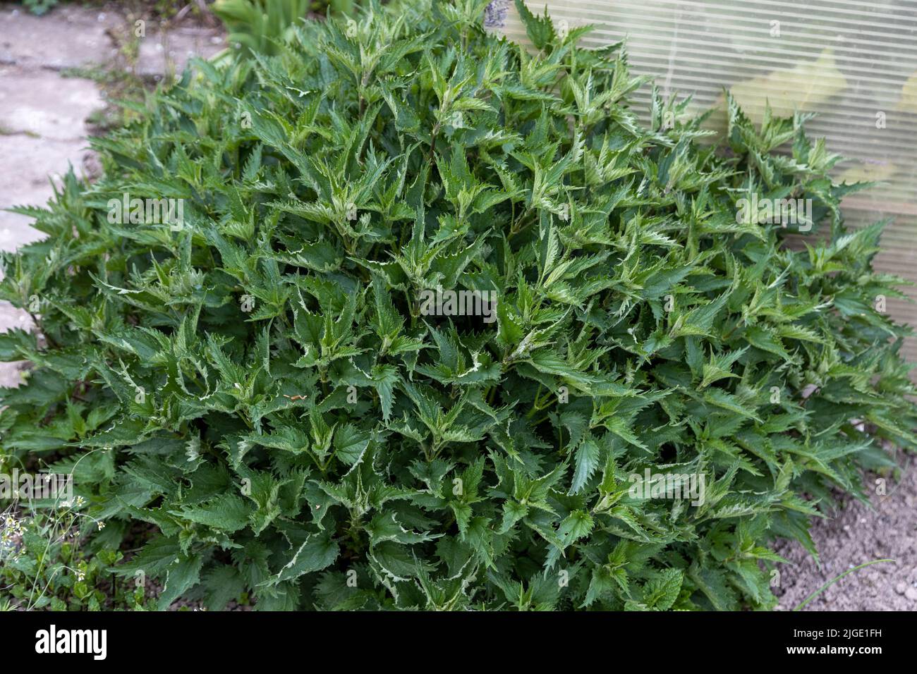 Earth nettle hi-res stock photography and images - Alamy