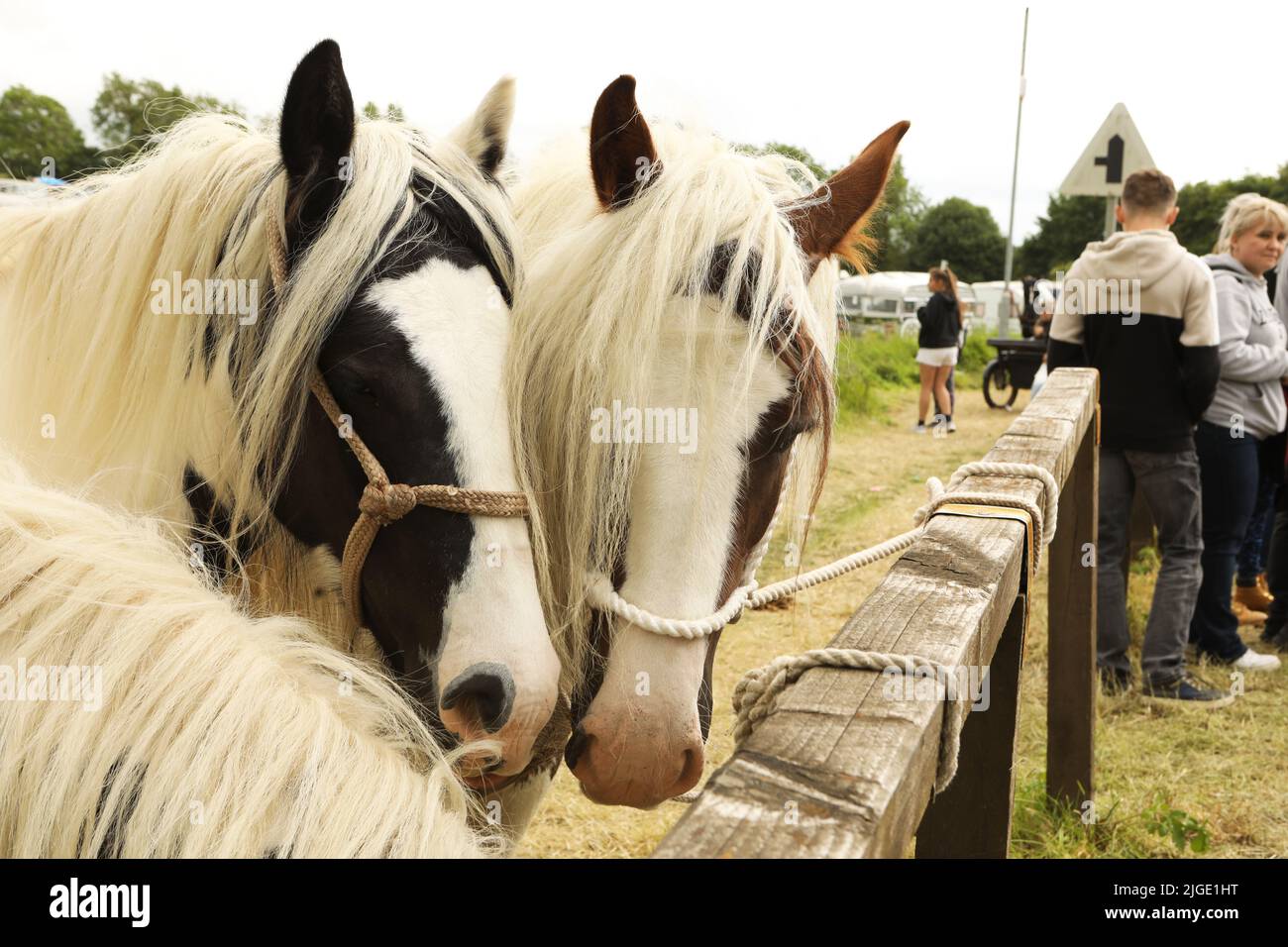 Three coloured gypsy cob horses tethered to a railing. Appleby Horse ...