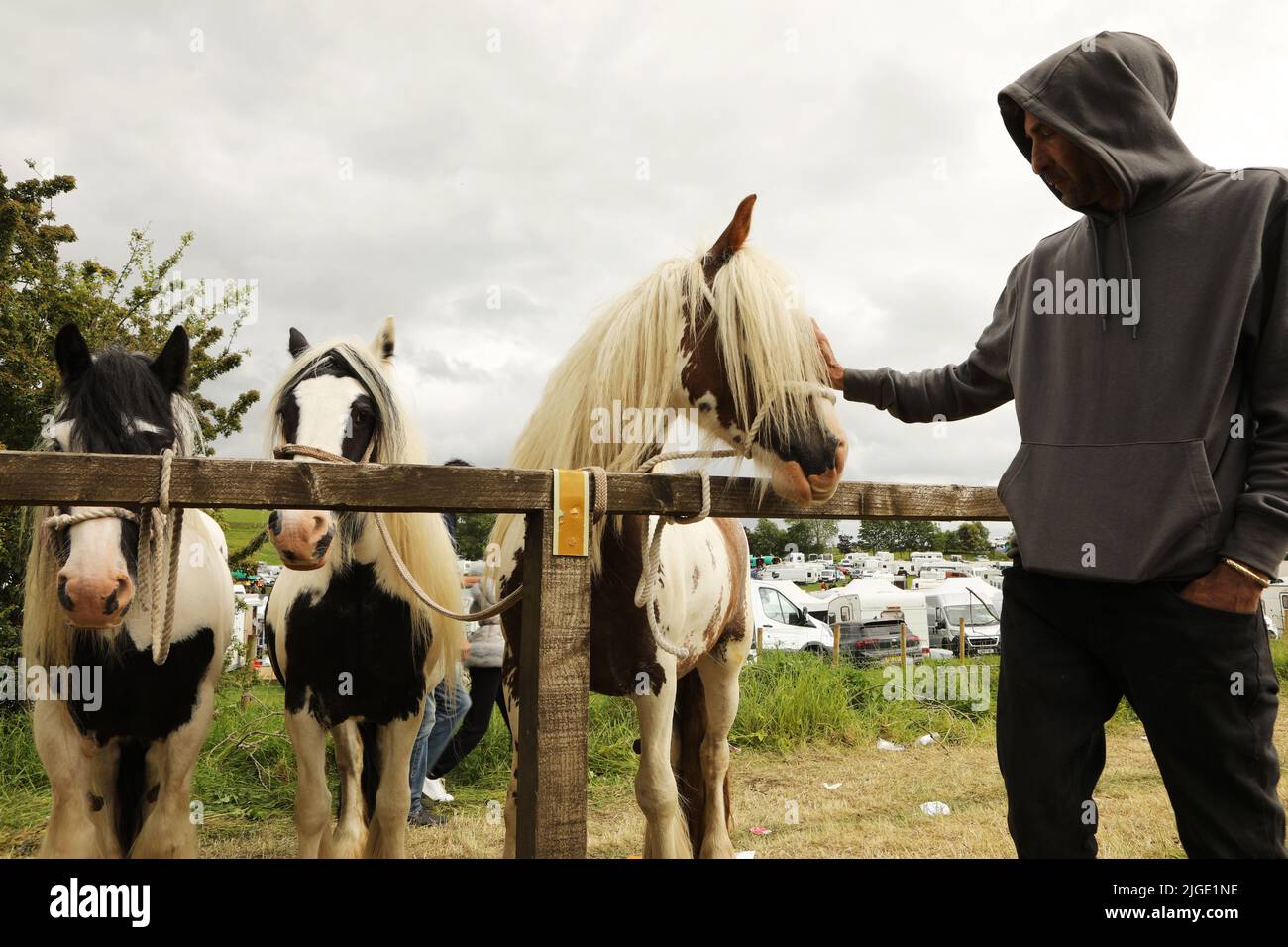 A man with three coloured gypsy cob horses tethered to a railing ...