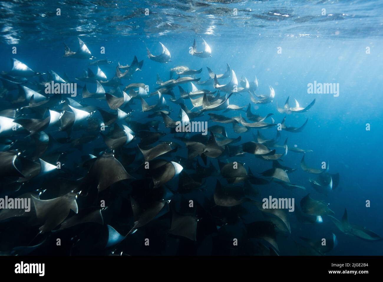 A cluster of giant devil rays (Mobula mobular) under the ocean Stock ...
