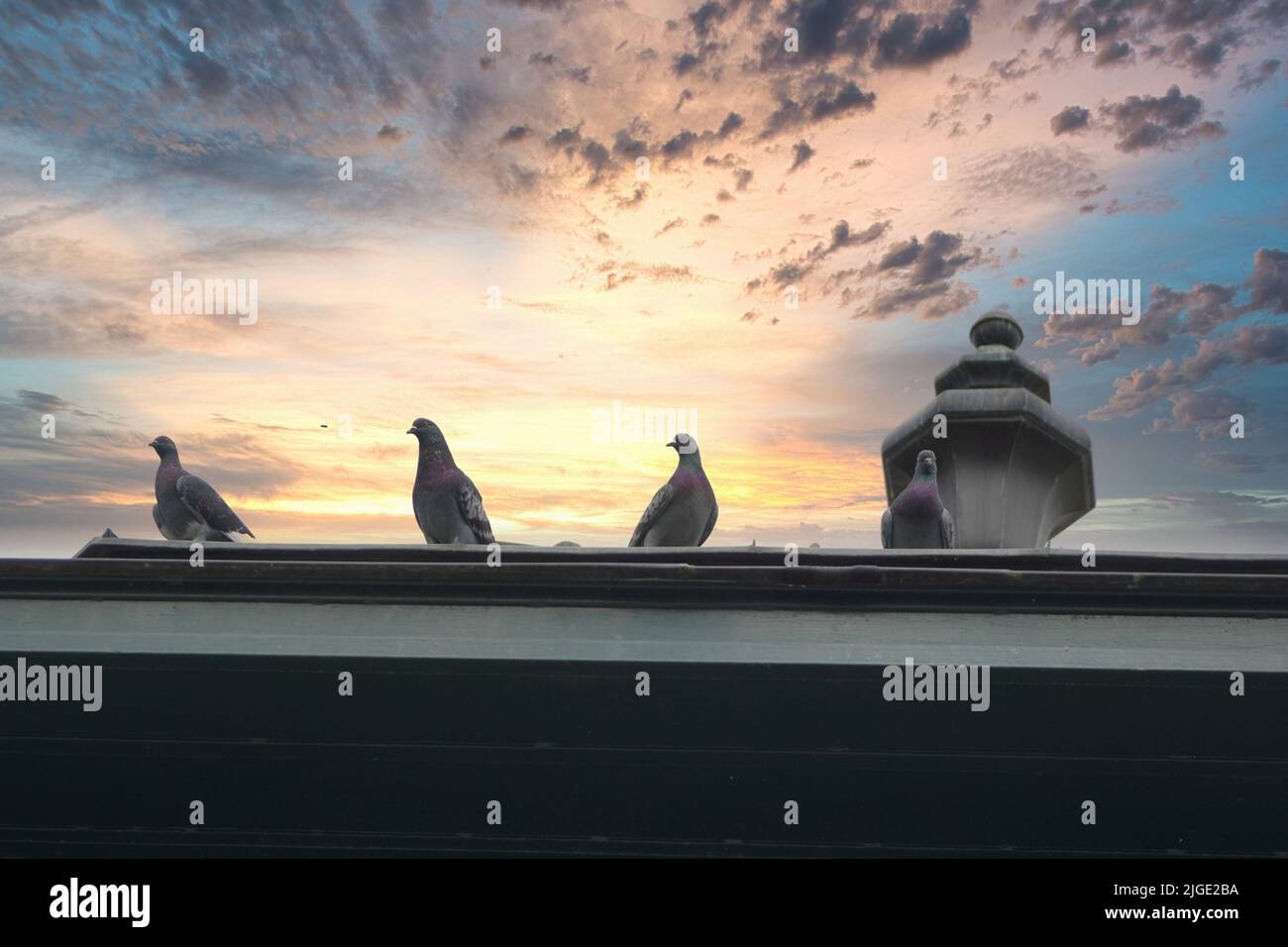 A line of pigeons on a roof of an ancient building on the sunset Stock ...