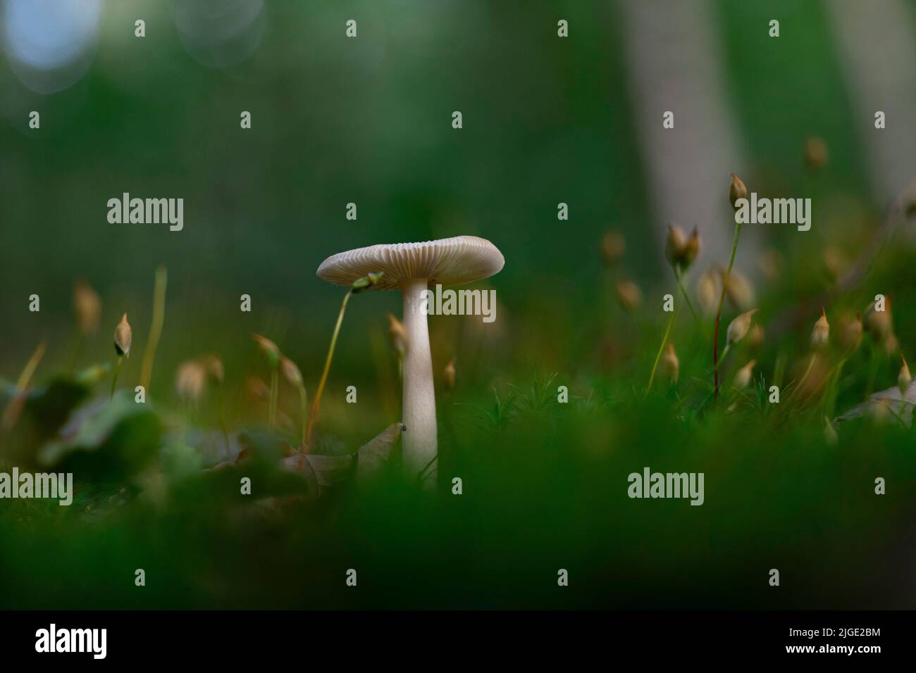 A closeup of a Amanita fulva mushroom from below Stock Photo - Alamy