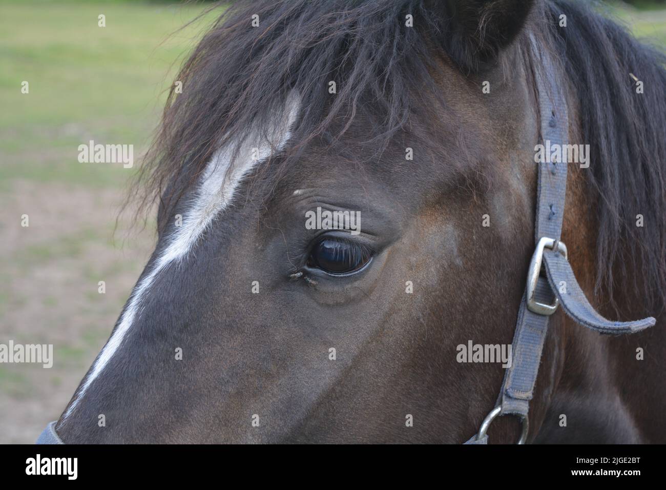 A closeup of a brown horse face from the profile Stock Photo - Alamy