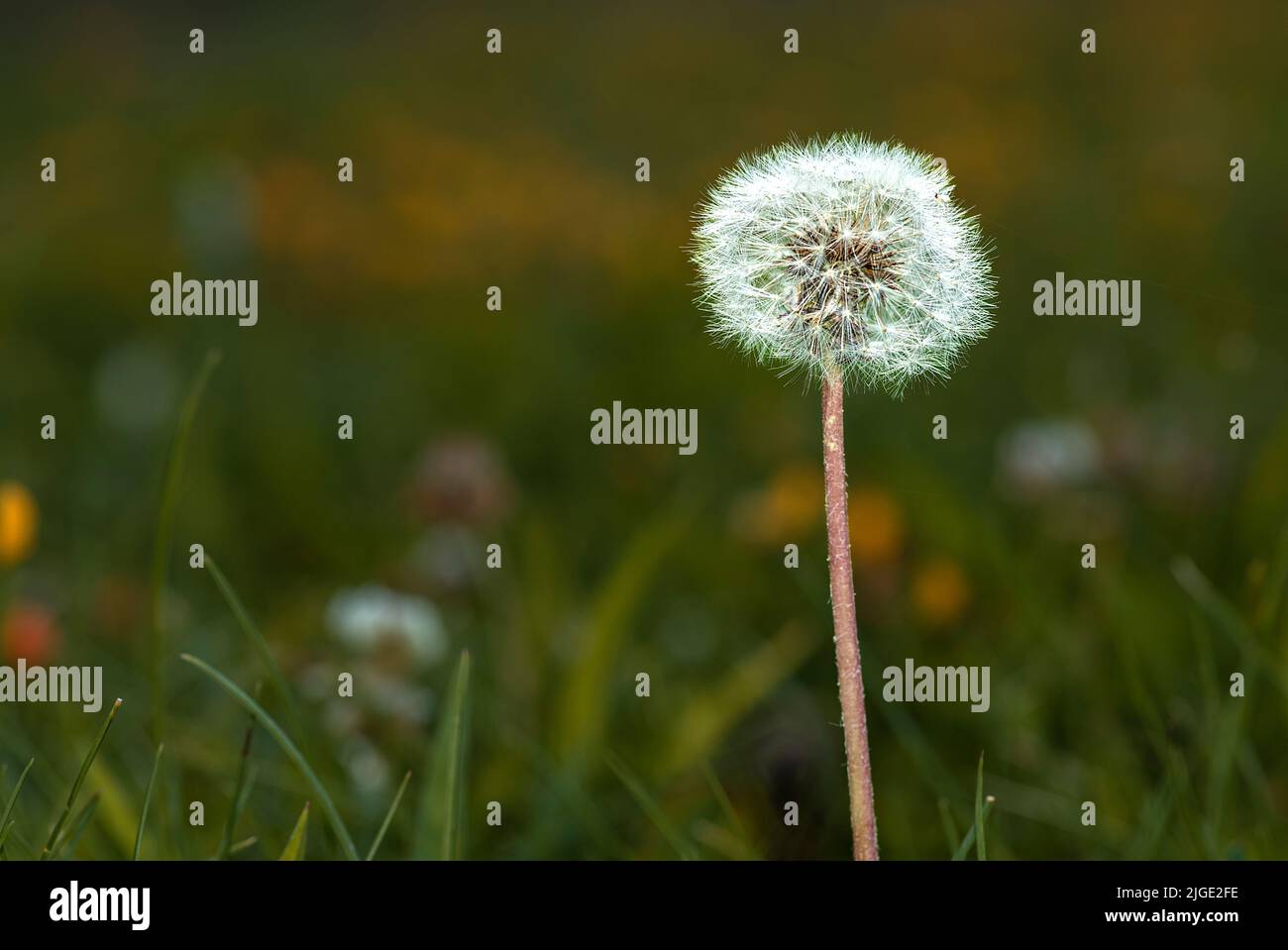 Closeup dandelion puff in hi-res stock photography and images - Alamy