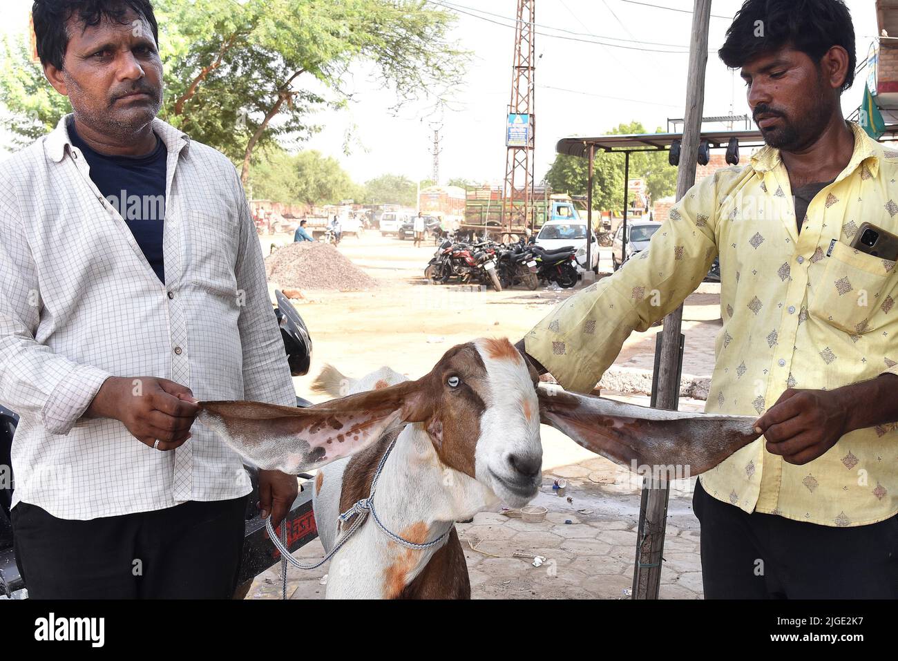 Bikaner, Rajasthan, India. 9th July, 2022. A vendor show long ear of a ...
