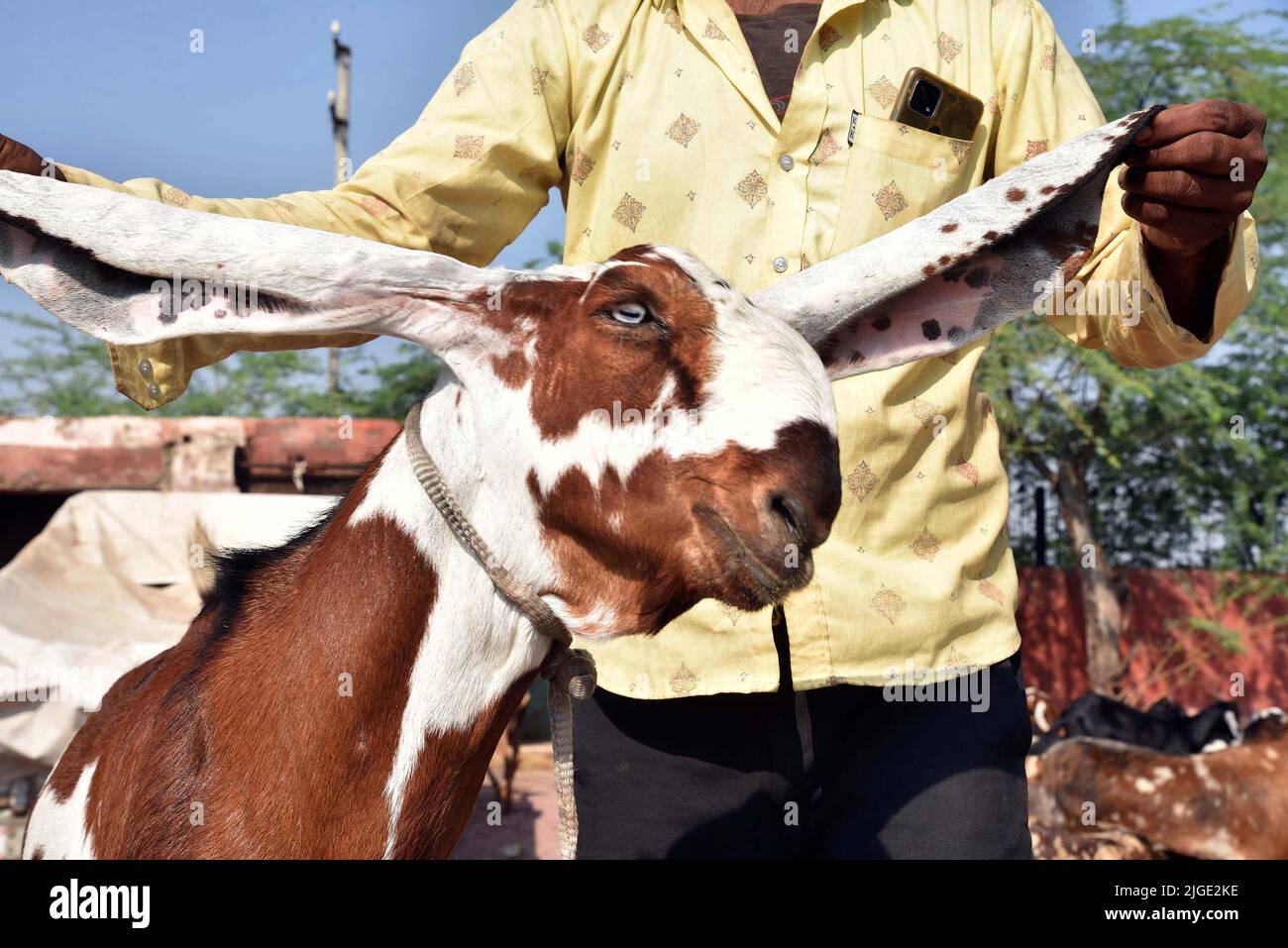 Bikaner, Rajasthan, India. 9th July, 2022. A vendor show long ear of a ...