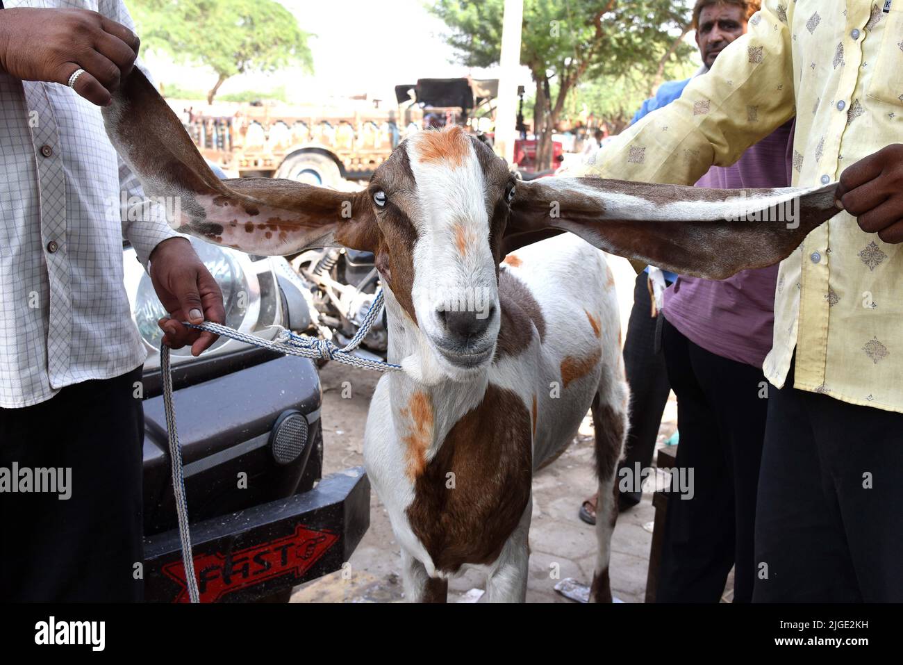 Bikaner, Rajasthan, India. 9th July, 2022. A vendor show long ear of a ...