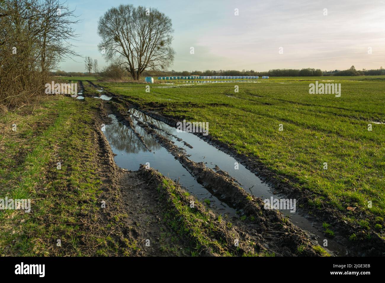Water on a country road and a big tree, spring rural view Stock Photo ...
