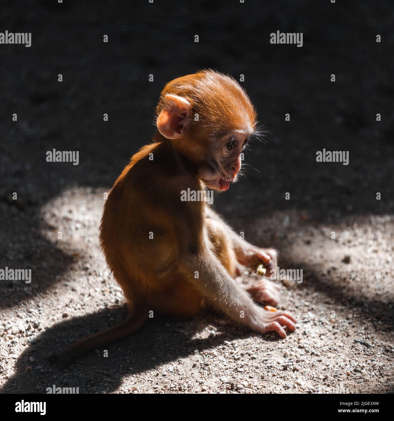 Sunbathing monkey hi-res stock photography and images - Alamy