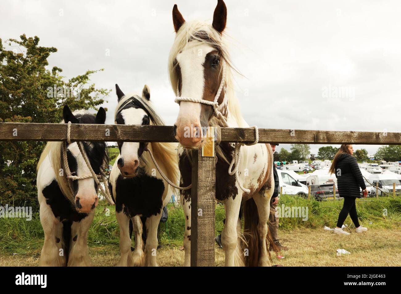 Cob horses hi-res stock photography and images - Alamy