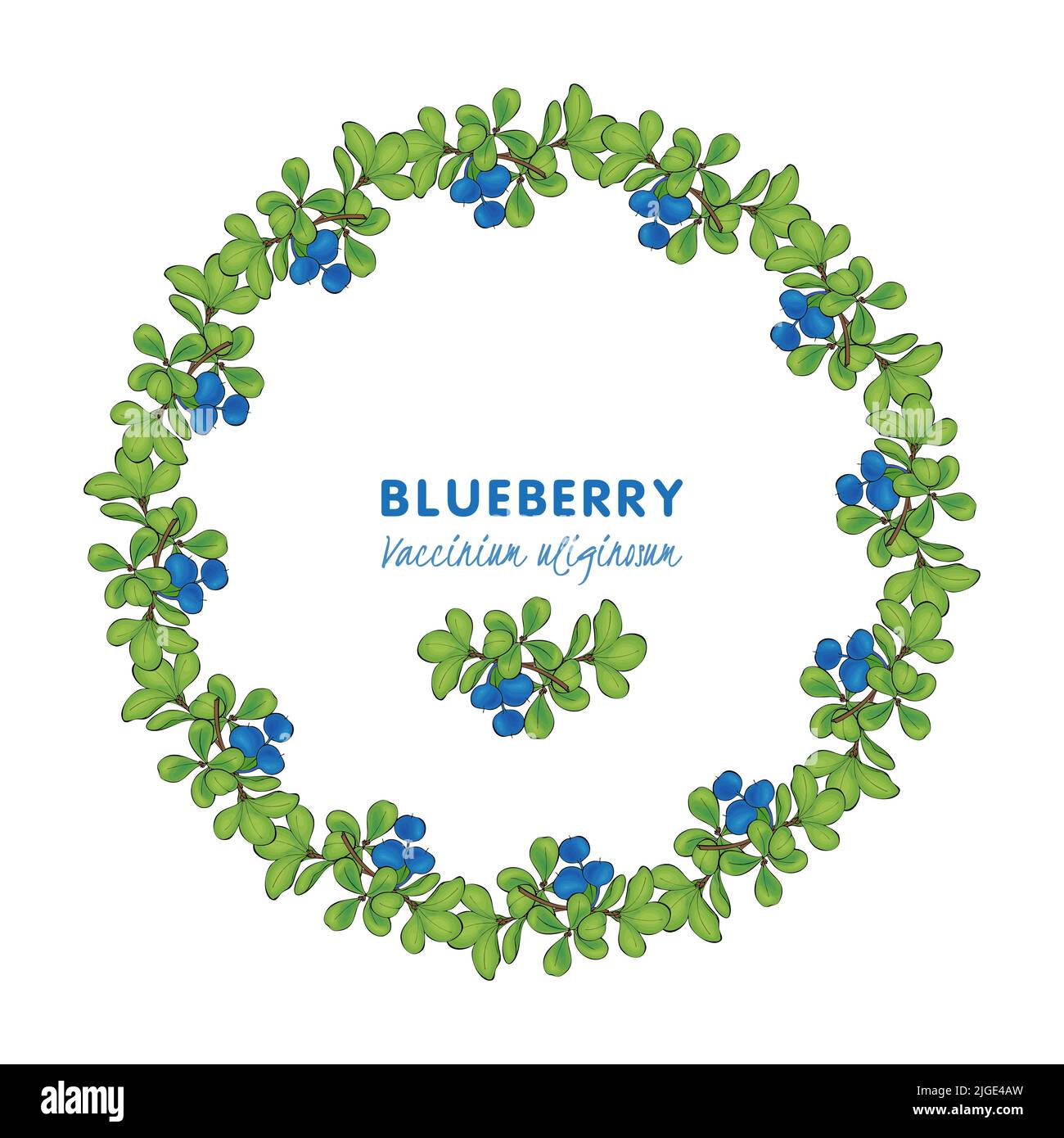 Botanical drawing blueberry hi-res stock photography and images - Alamy