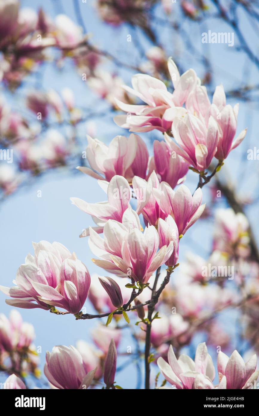 Magnolia tree during springtime hi-res stock photography and images - Alamy