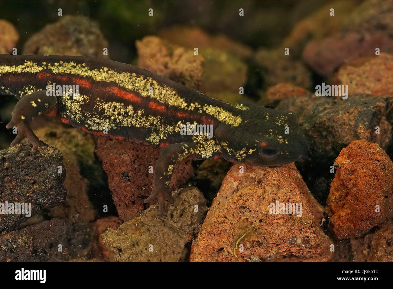 Closeup on a colorful Japanese sword-tailed firebellied newt, Cynops ...