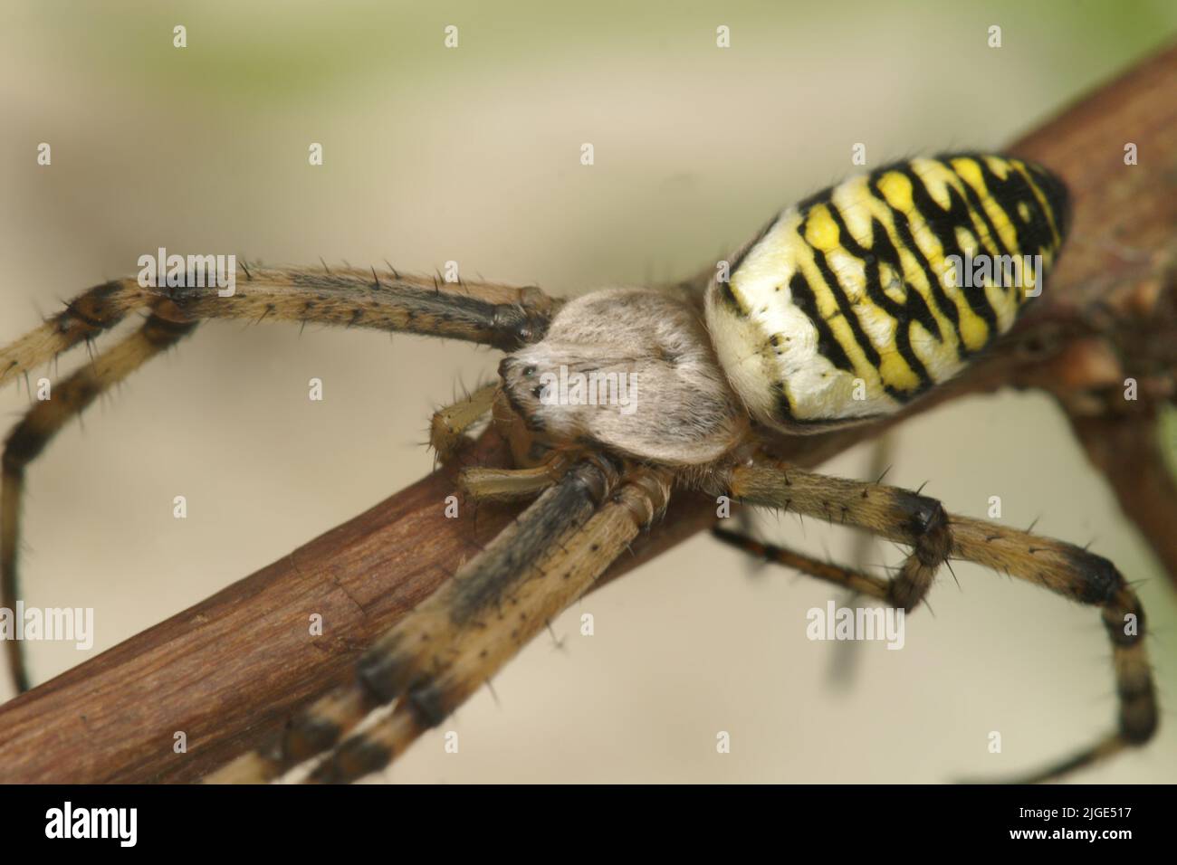 Closeup of a colorful female wasp spider , Argiope bruennichi sitting ...