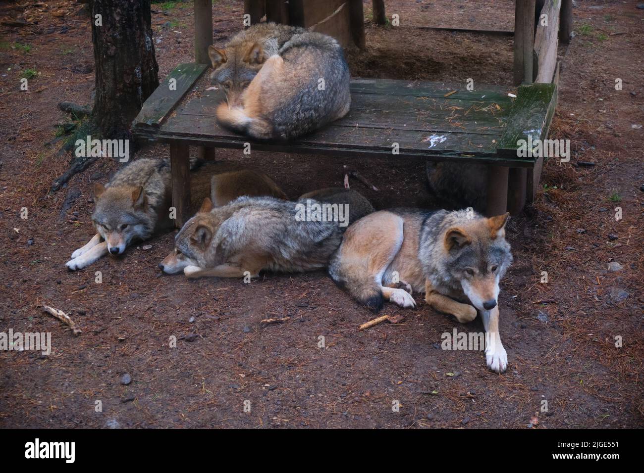a high angle shot of Eurasian wolves resting in a zoo park Stock Photo ...