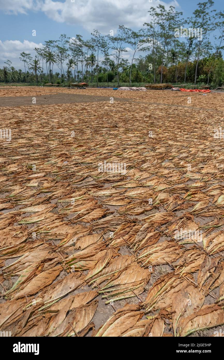 Drying tobacco leaves on the floor, shot on a farm in Java Indonesia ...