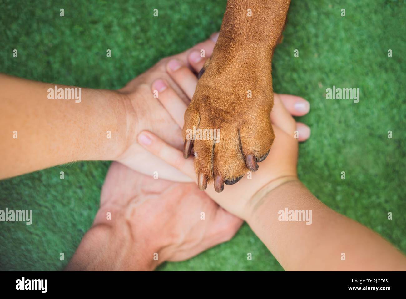 Human hands and dog paw as a team. Fight for animal rights, help ...
