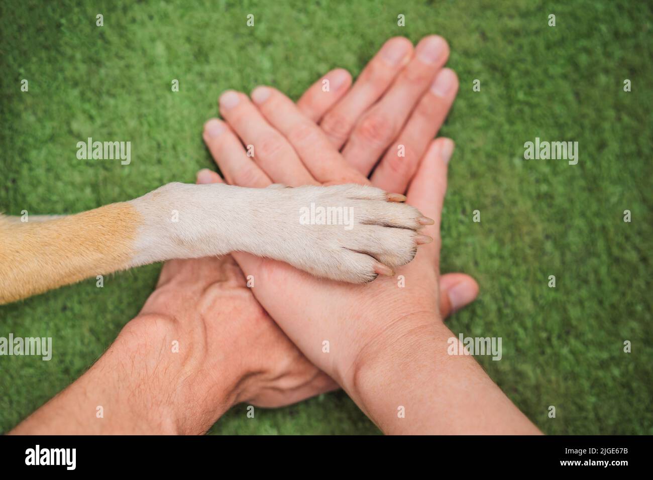 Human hands and dog paw as a team. Fight for animal rights, help ...