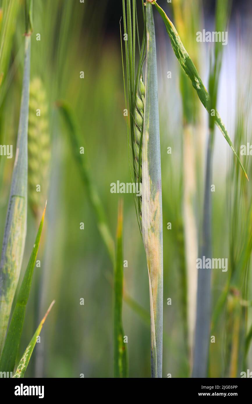 Thrips-damaged barley plants. Flag leaf chlorotically discolored ...