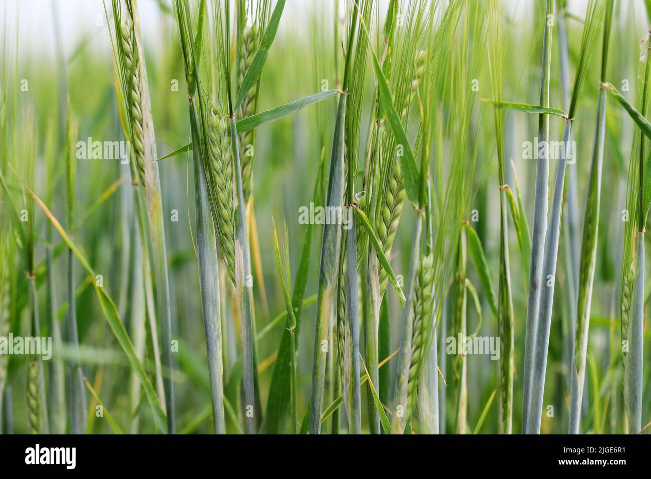 Thrips-damaged barley plants. Flag leaf chlorotically discolored ...