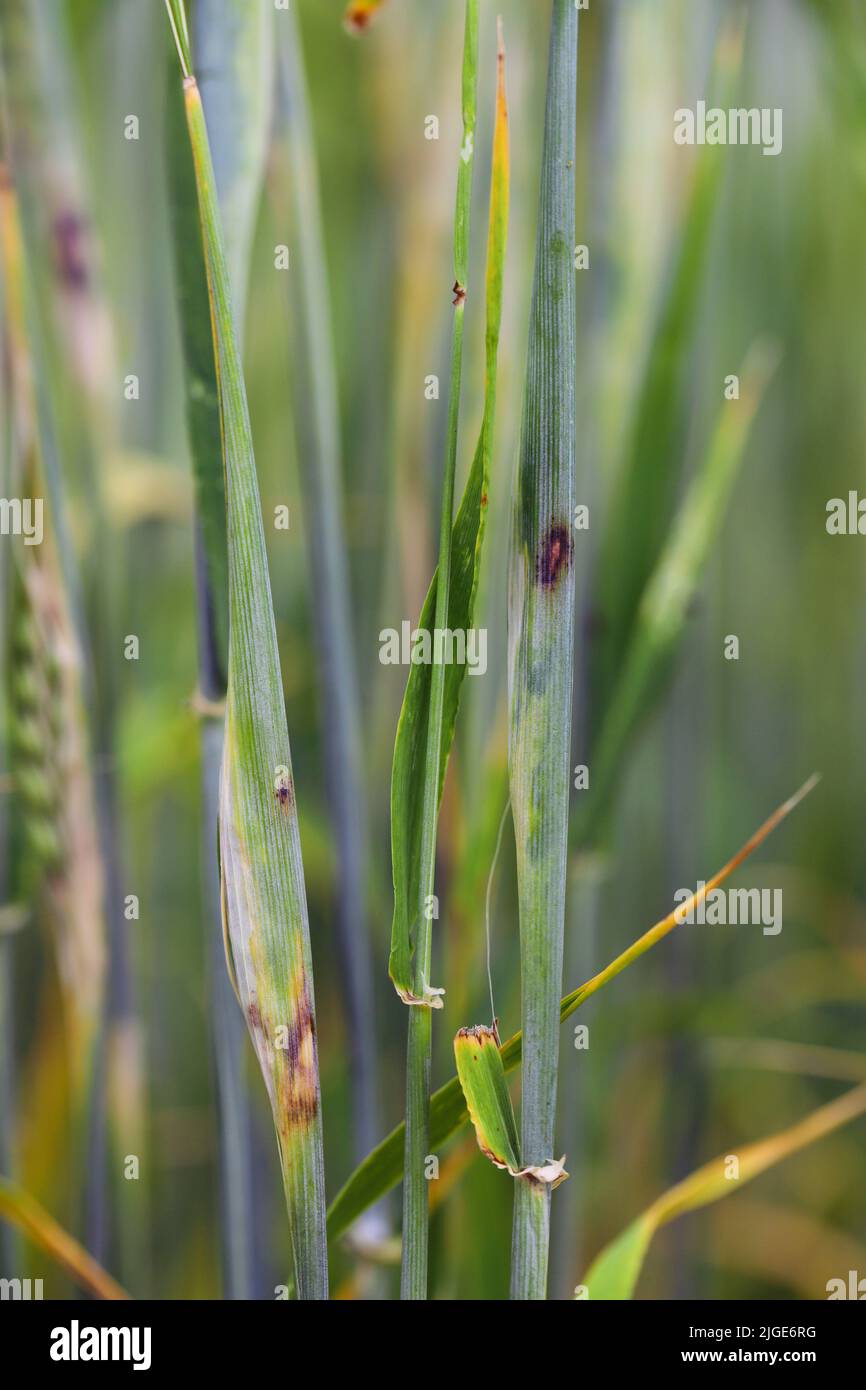 Thrips-damaged barley plants. Flag leaf chlorotically discolored ...