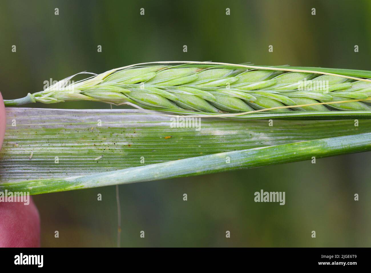 Thrips-damaged barley plants. Flag leaf chlorotically discolored ...