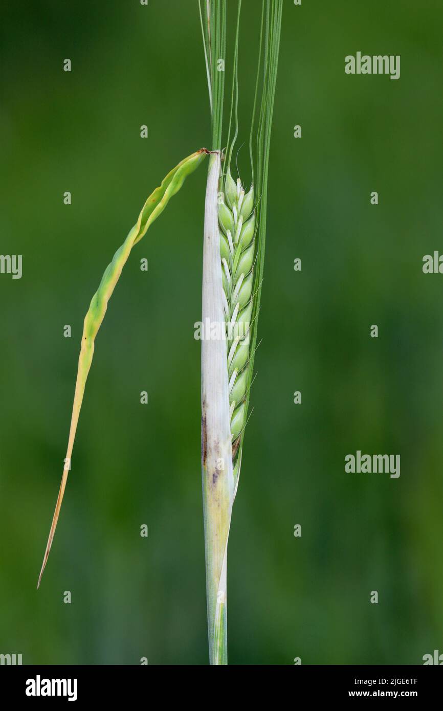 Thrips-damaged barley plants. Flag leaf chlorotically discolored ...