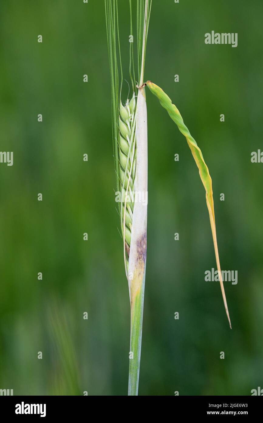 Thrips-damaged barley plants. Flag leaf chlorotically discolored ...