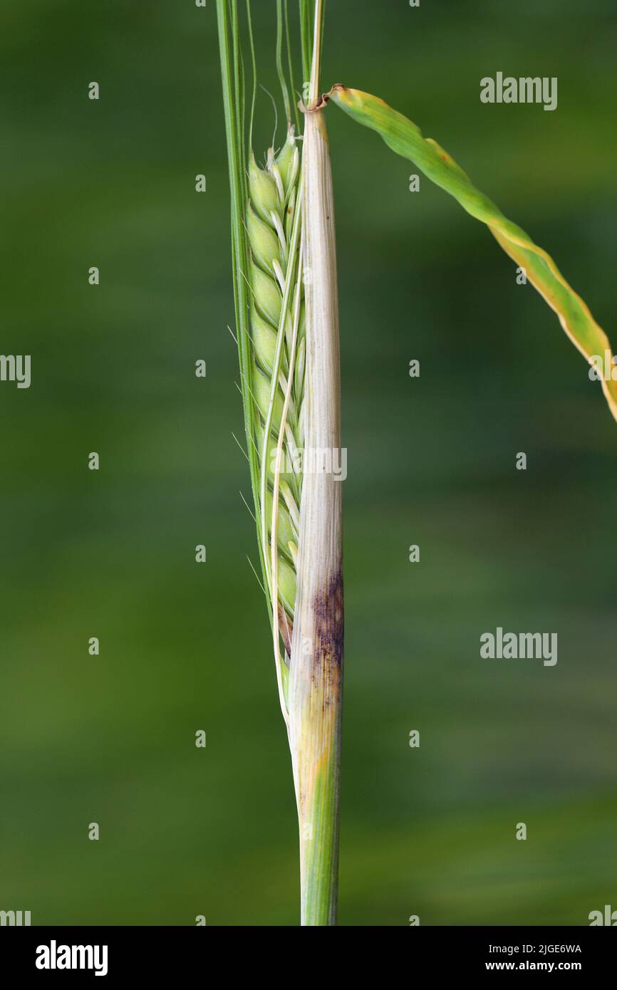 Thrips-damaged barley plants. Flag leaf chlorotically discolored ...