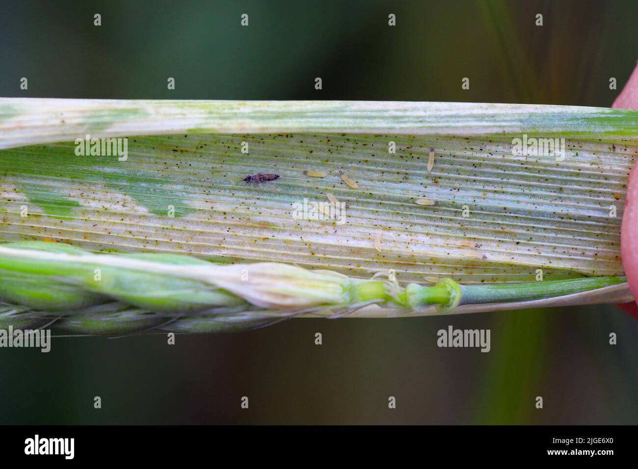 Thrips-damaged barley plants. Flag leaf chlorotically discolored ...