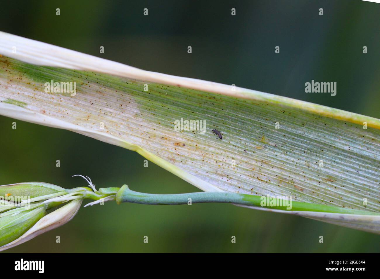 Thrips-damaged barley plants. Flag leaf chlorotically discolored ...