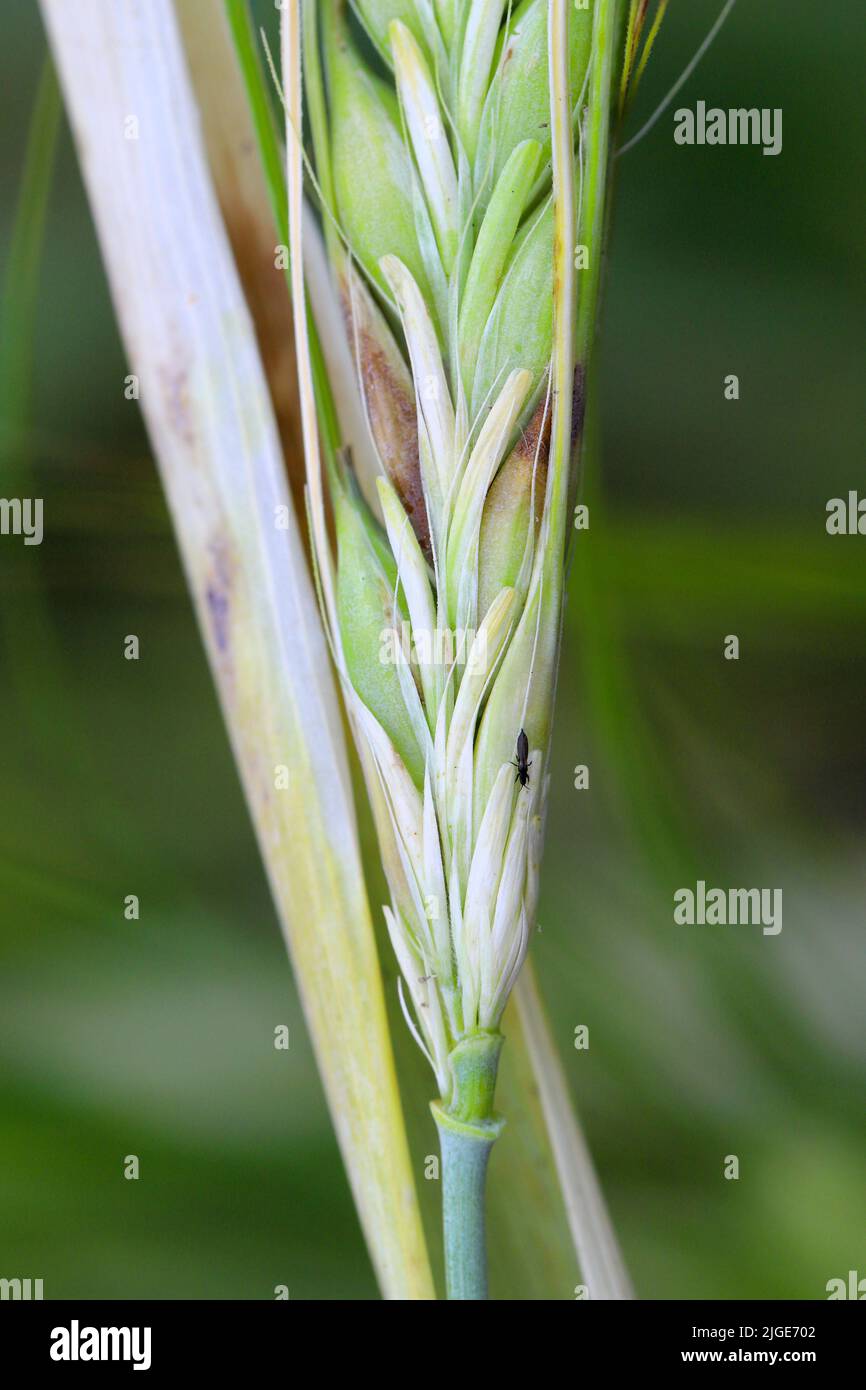 Thrips-damaged barley plants. Flag leaf chlorotically discolored ...
