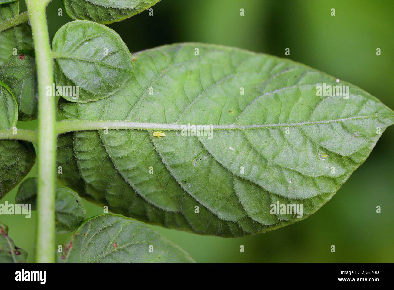 Nymph, a leafhopper larva of Euteryx atropunctata under a potato leaf ...