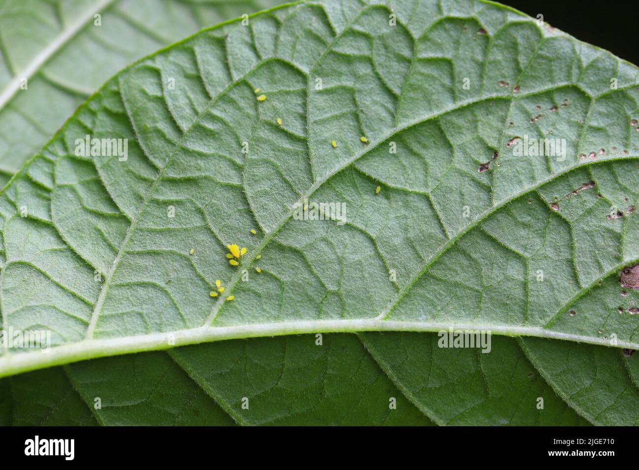 Colony of Nasturtium aphid Aphis nasturtii wingless apterous adults and ...
