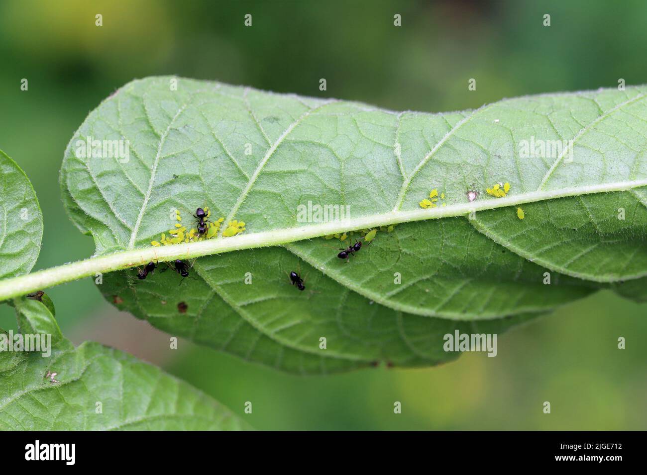 Greenhouse potato aphids hi-res stock photography and images - Alamy