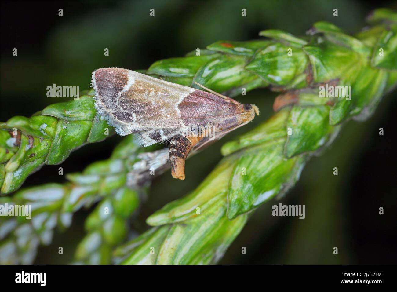 Meal Moth (Pyralis farinalis) imago, garden, grain storage or flour ...