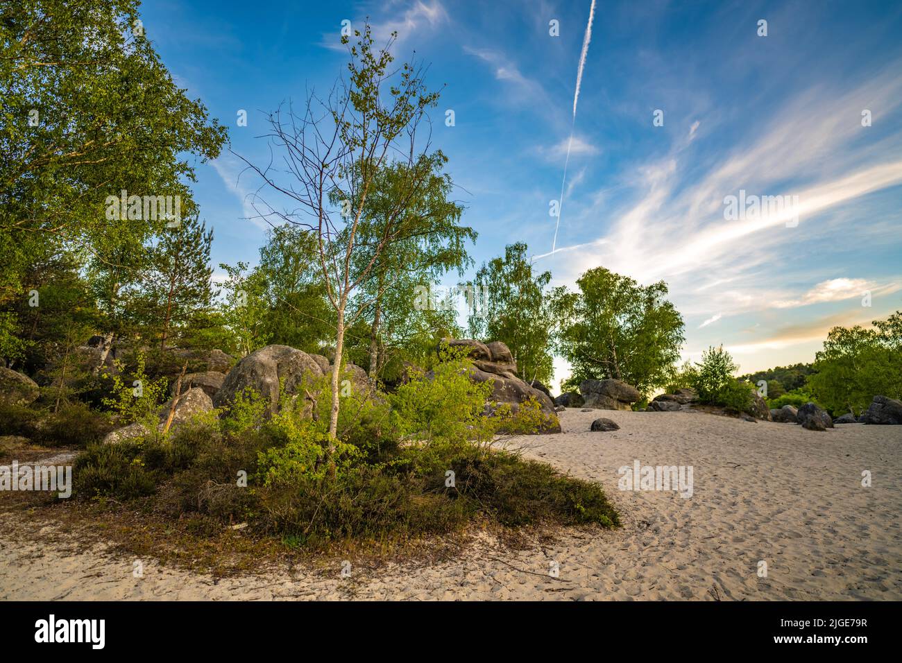 Dry sandy forest with big boulders in Fontainbleau Stock Photo - Alamy