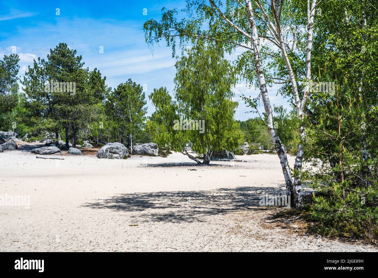 Dry sandy forest with big boulders in Fontainbleau Stock Photo - Alamy