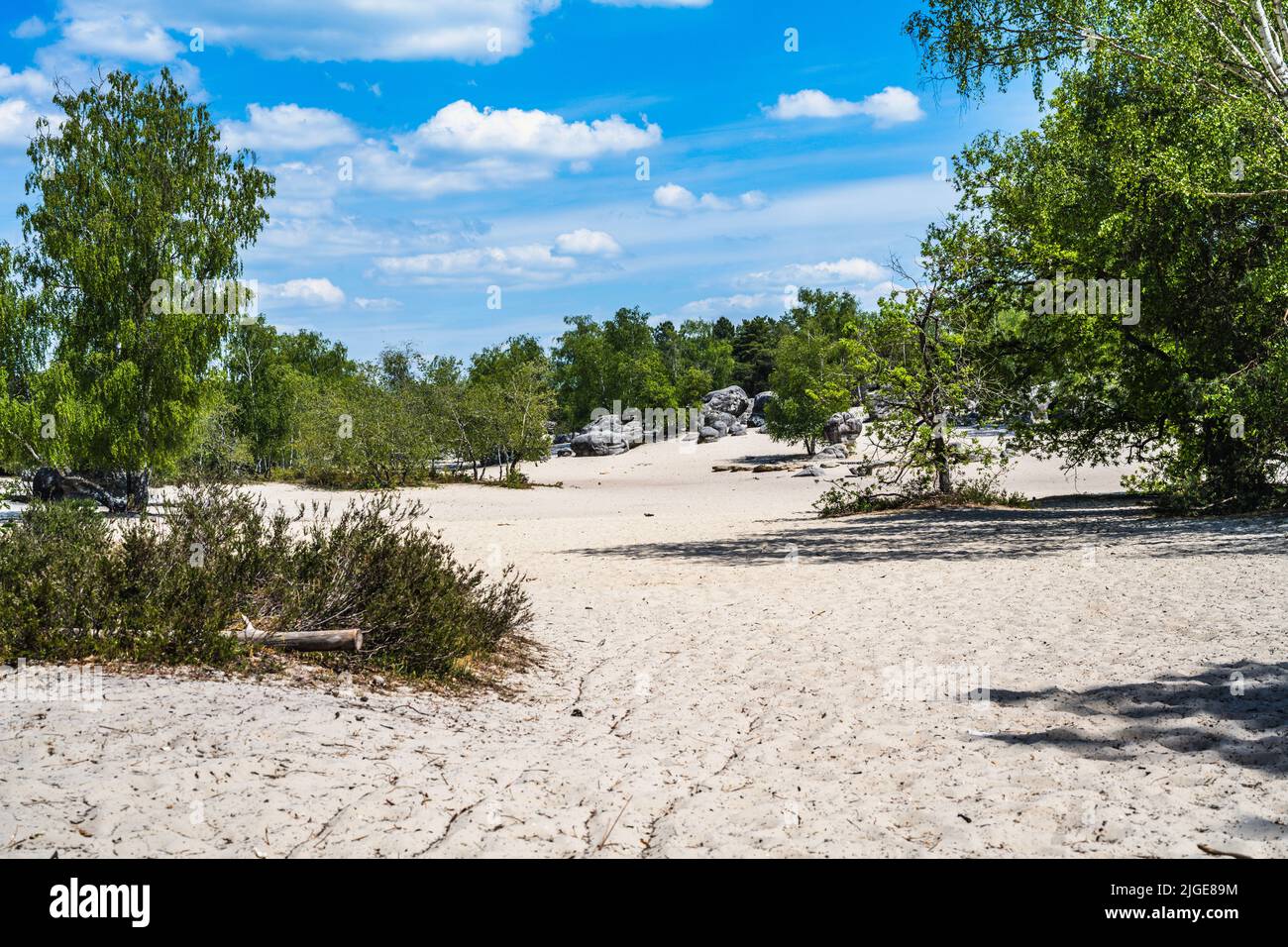 Dry sandy forest with big boulders in Fontainbleau Stock Photo - Alamy
