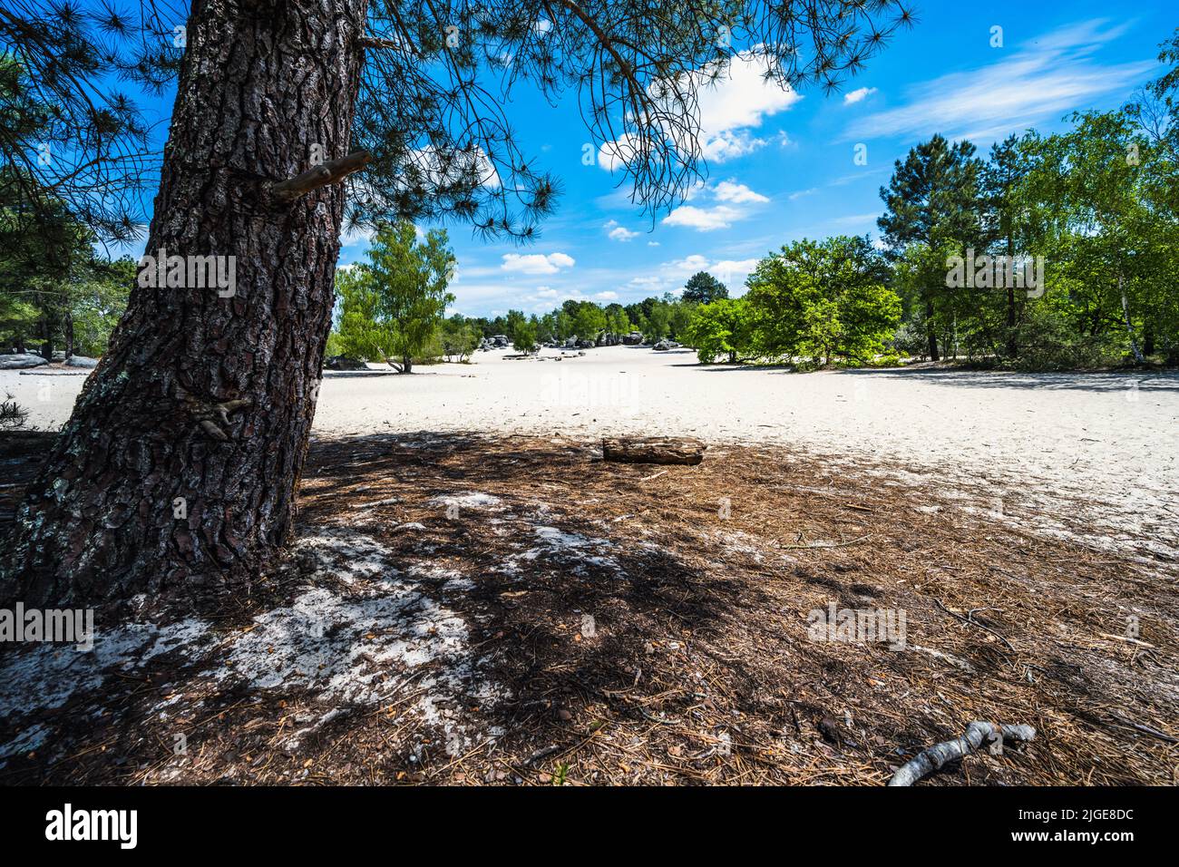 Dry sandy forest with big boulders in Fontainbleau Stock Photo - Alamy